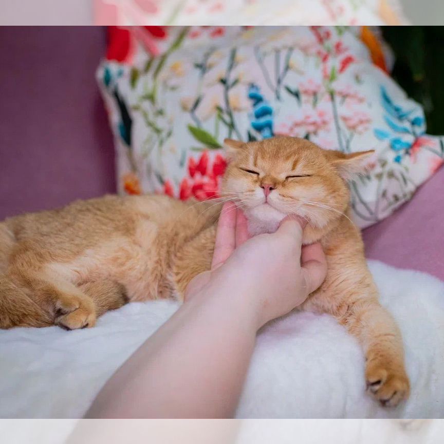 Британский короткошёрстный котёнок