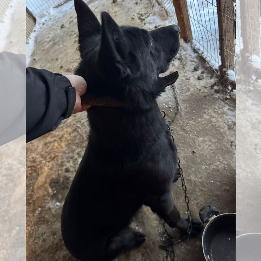 Немецкая овчарка, взрослый пёс