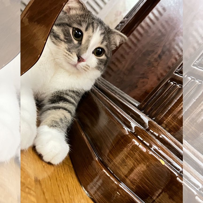 Шотландский вислоухий короткошёрстный котёнок