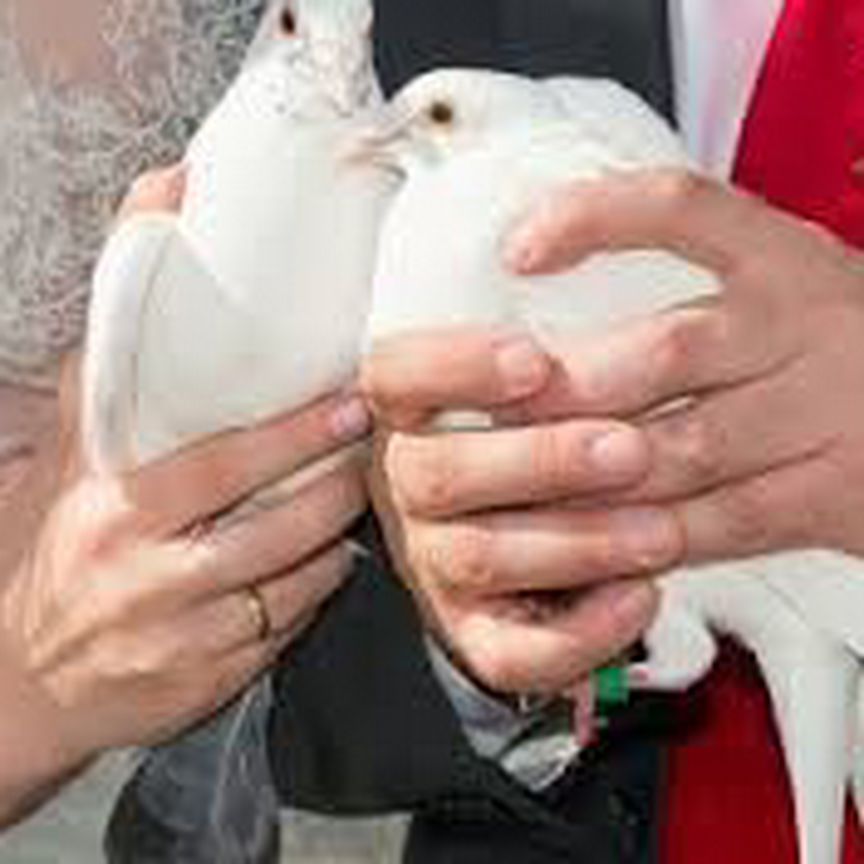 Белые голубь на свадьбу