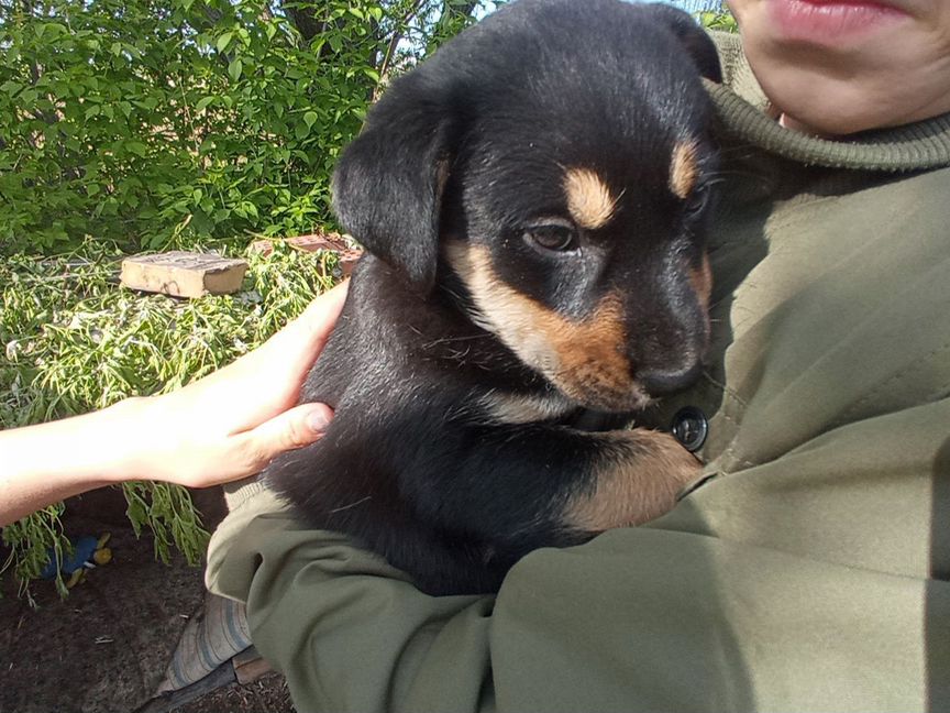 Милая, девочка1, 5 месяца Преданная подруга