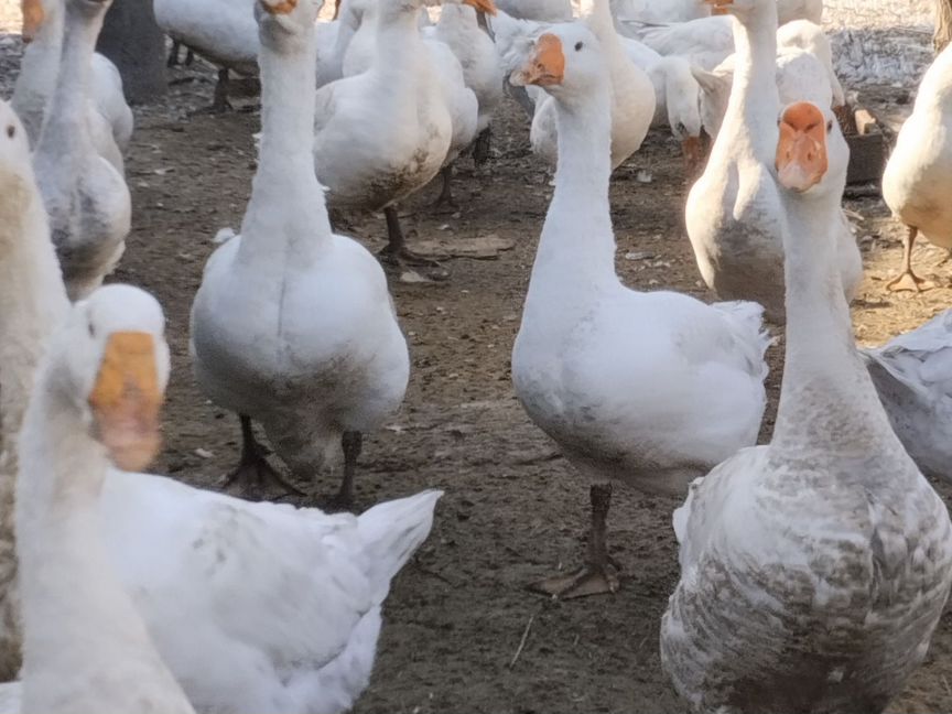 Домашние гуси
