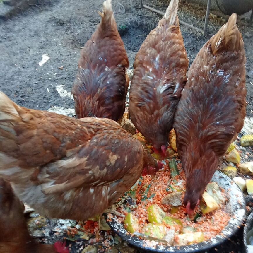 Куры молодки несушки