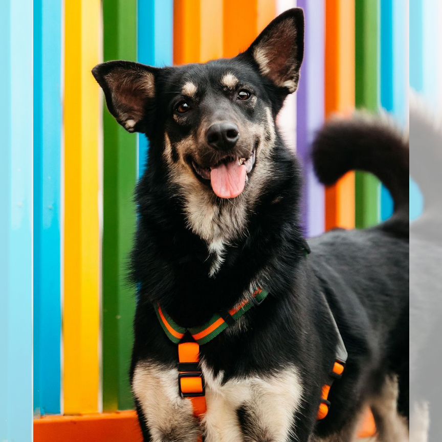 Взрослая собака в добрые руки