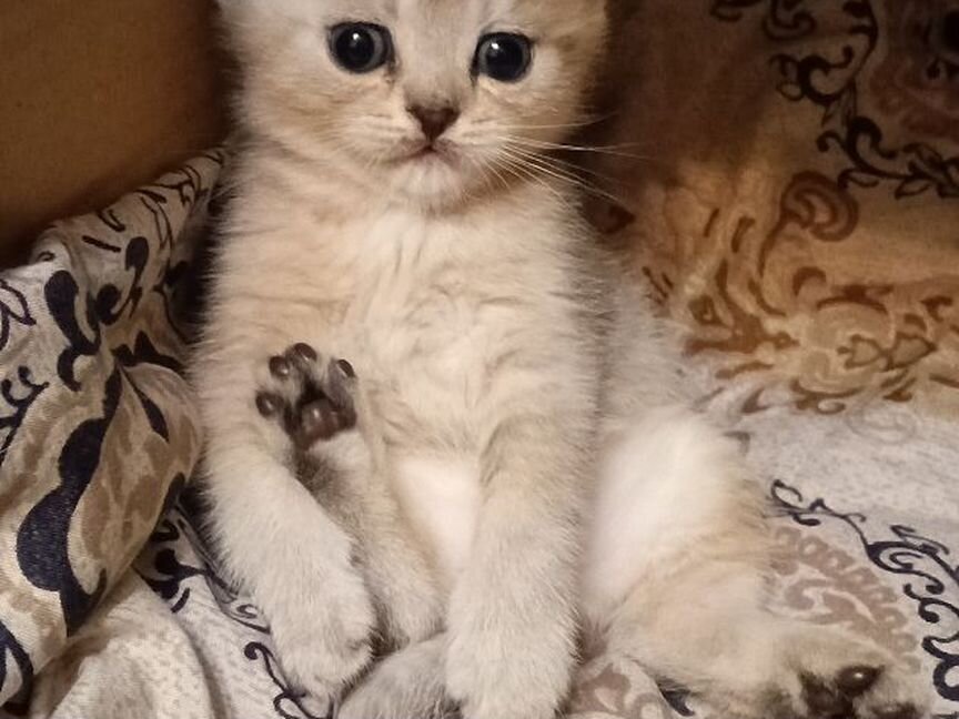 Шотландские котята