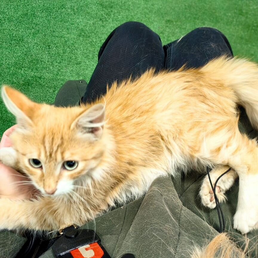 Рыжику негде жить