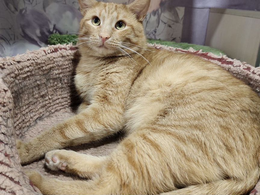 Котик рыжий в добрые ручки