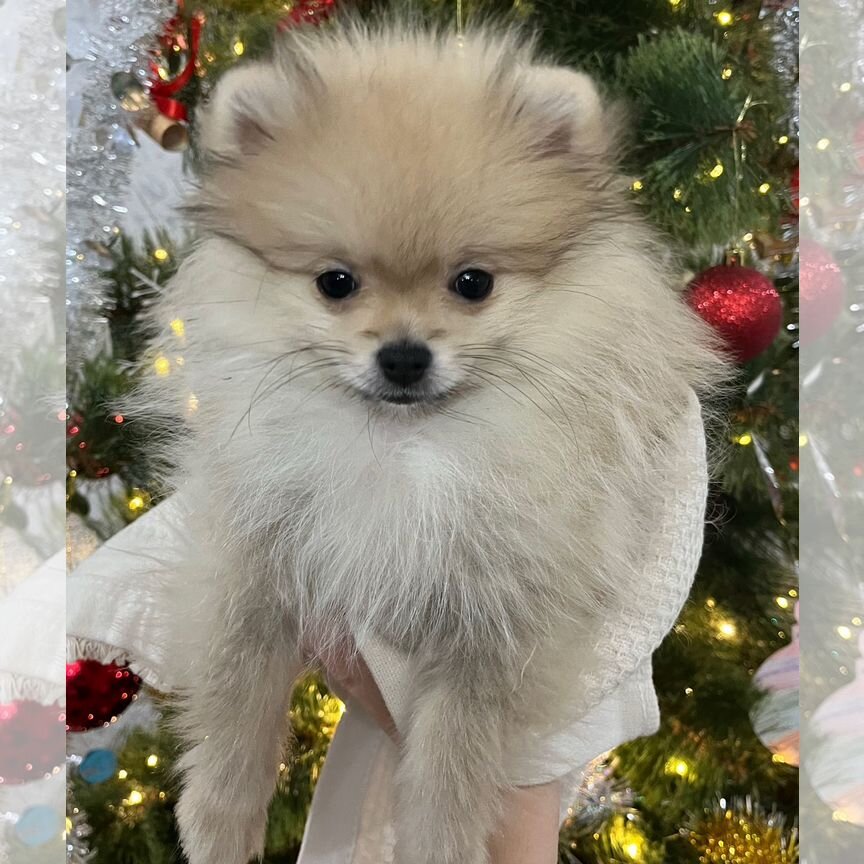 Померанский шпиц, щенок