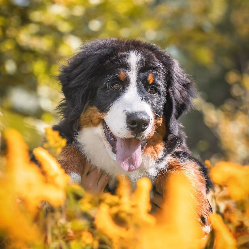 Бернский зенненхунд