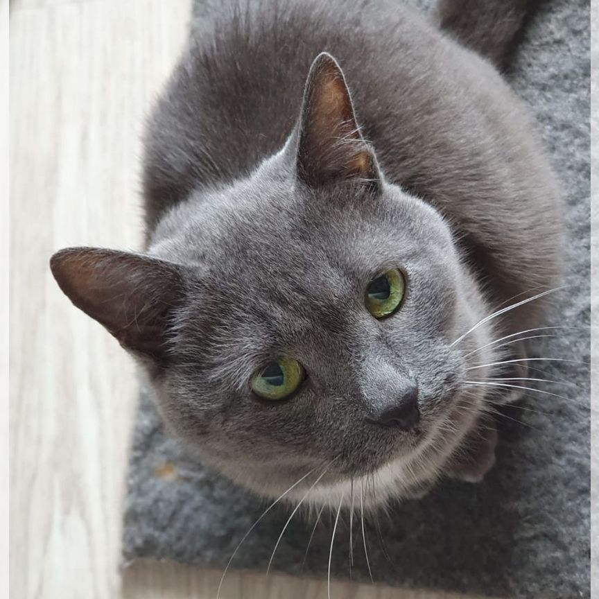 Британский котик в добрые руки