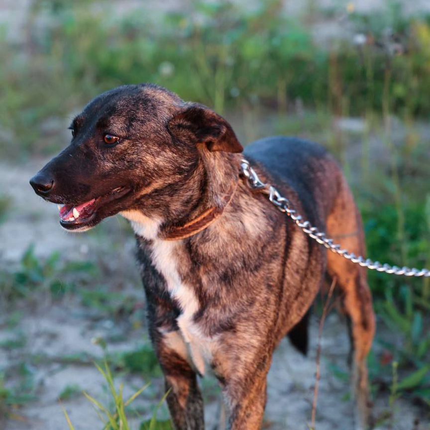 Собака мальчик бесплатно