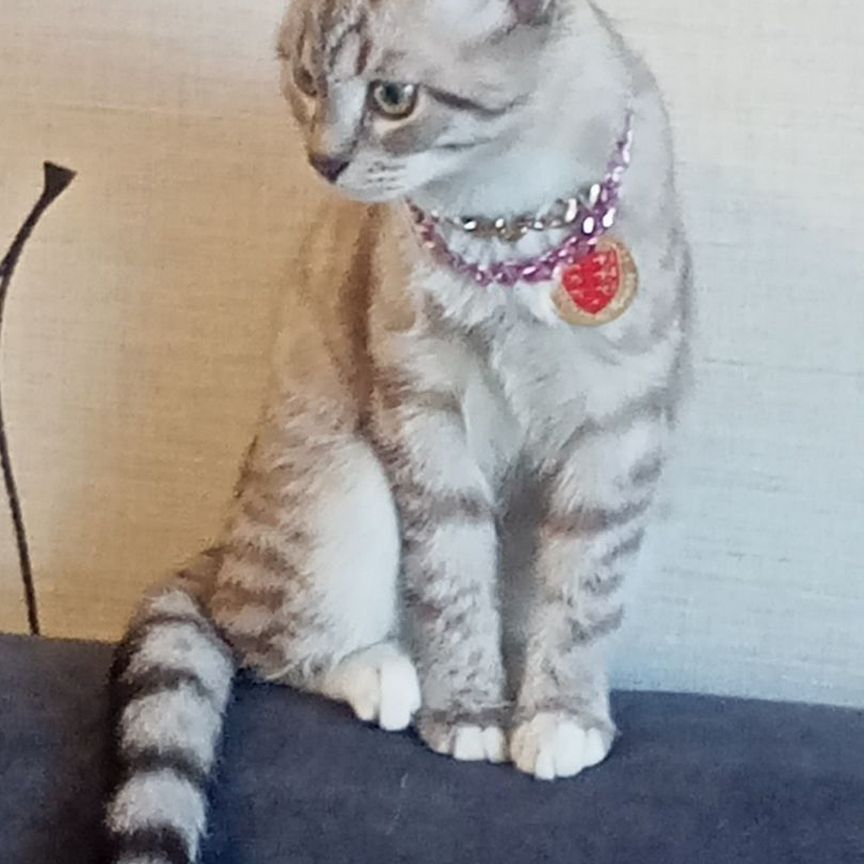 Кот
