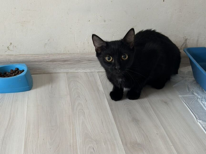 Котик Уголек ищет семью