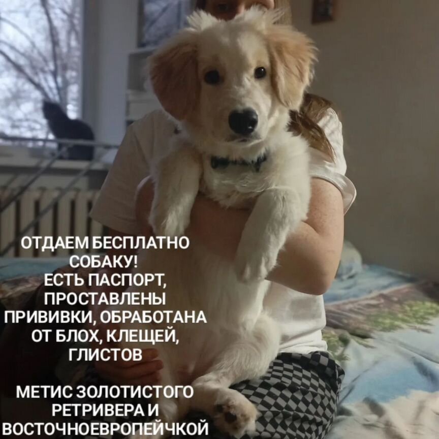 Щенок в добрые руки