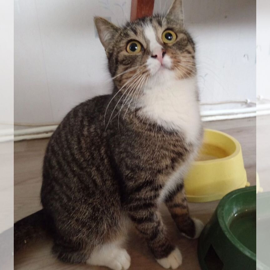 Классная кошка