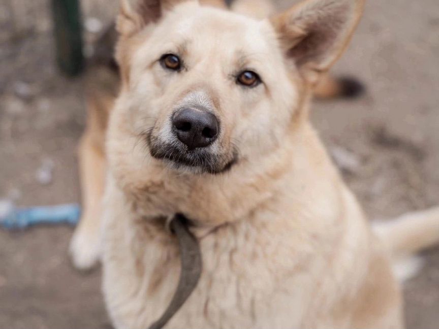 Собака Ума из приюта в добрые руки