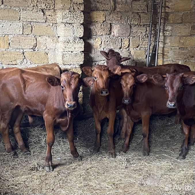 Продам говядену