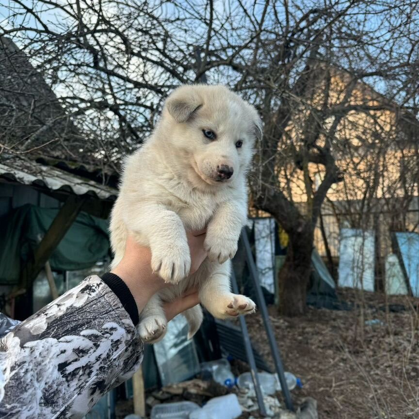 Щеночки в добрые руки