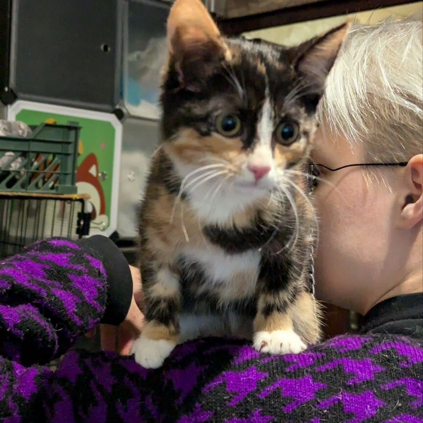 Чудо котёнок.Шедевр росписи природы