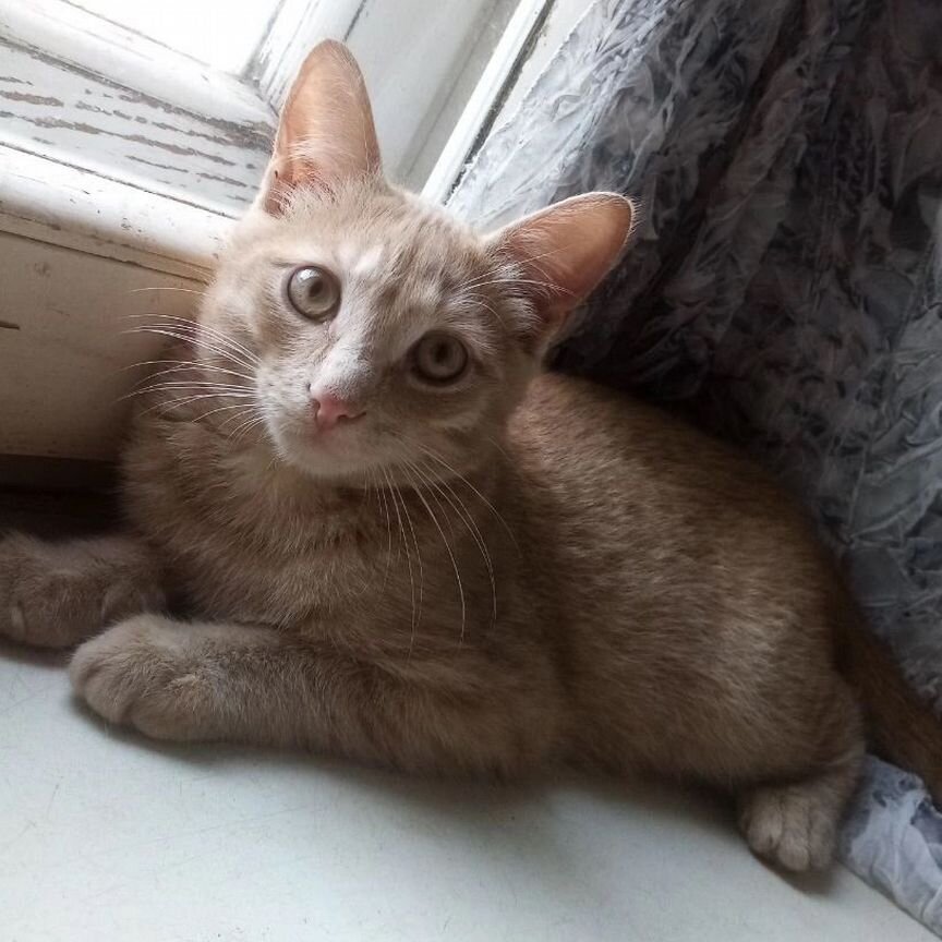 Котенок ищет дом