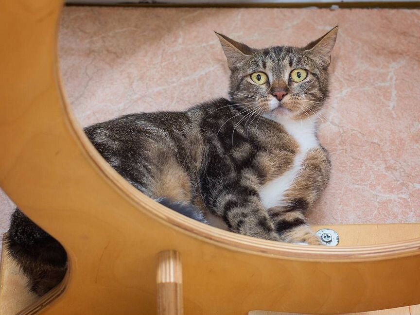 Нежная кошечка