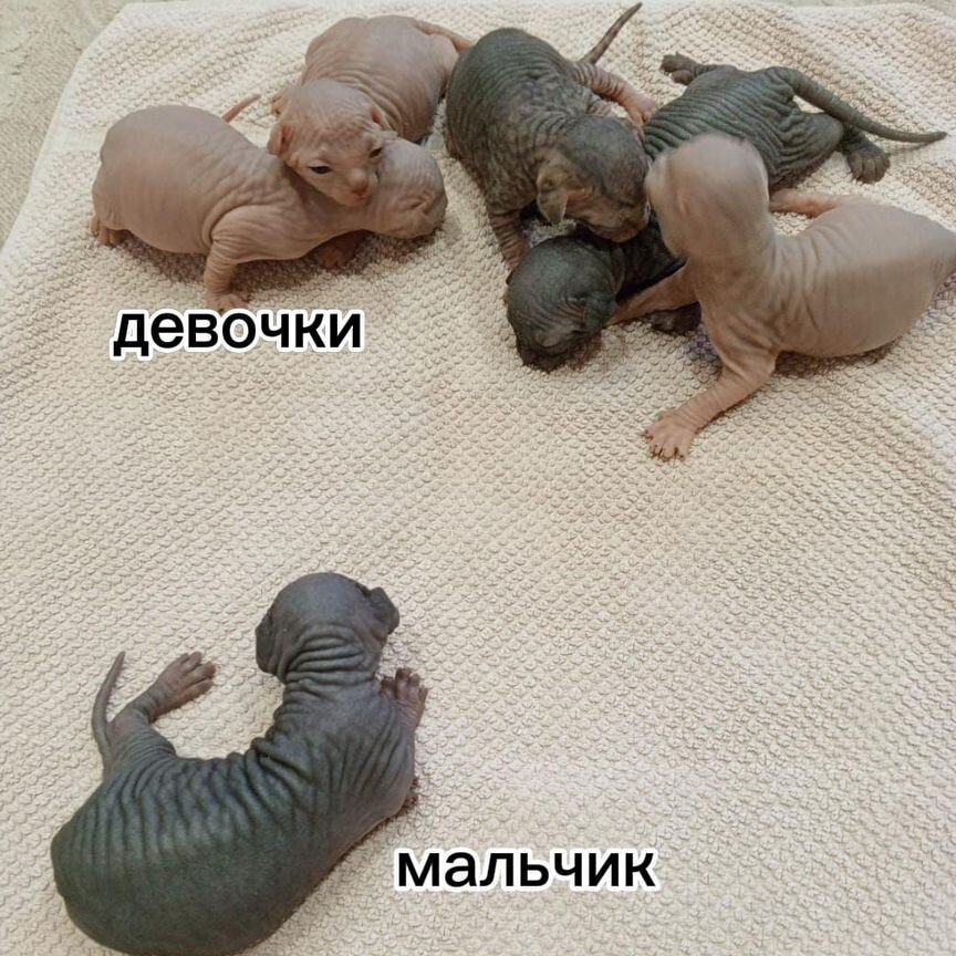 Бронь котят канадского сфинкса