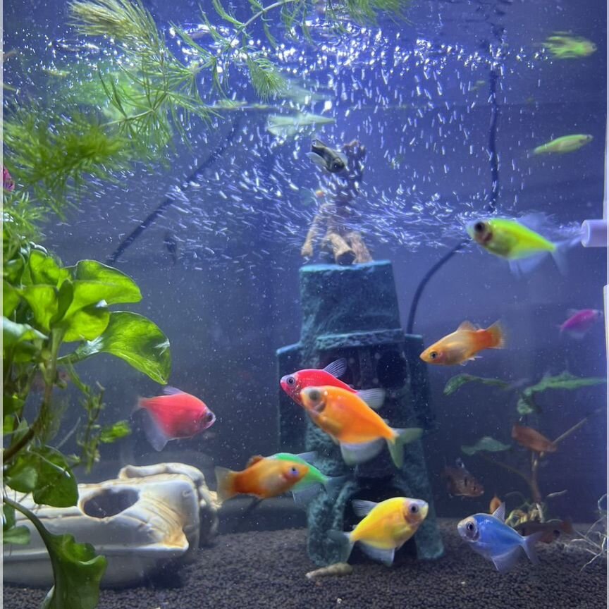 Тернеции, меченосцы