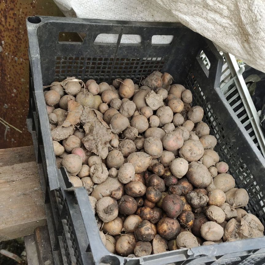Картофель для животных