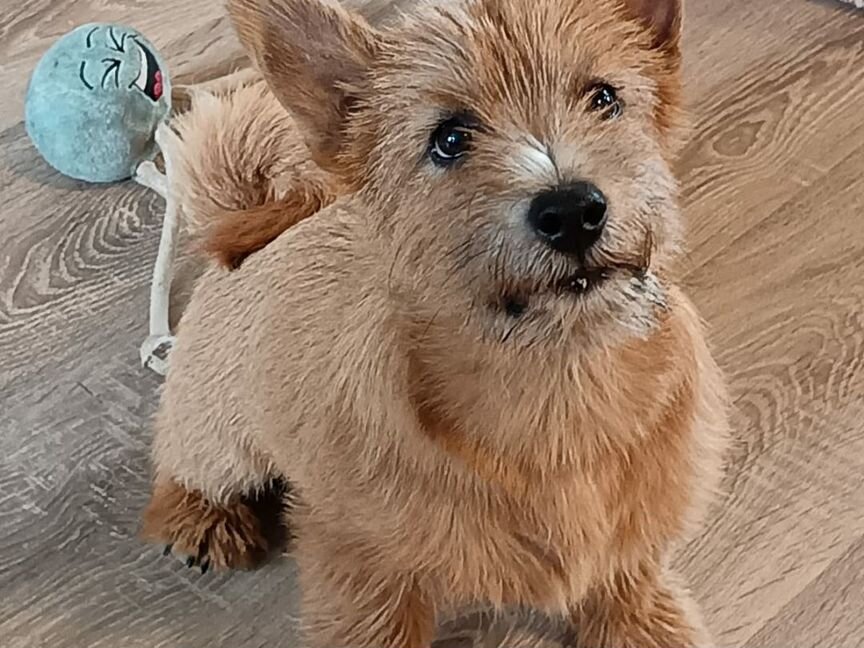 Норвич терьер мальчик с родословной