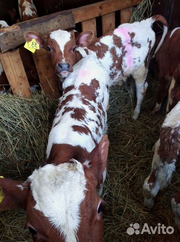 Телята, бычки и тёлочки доставка