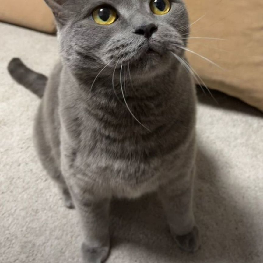 Плюшевый кот