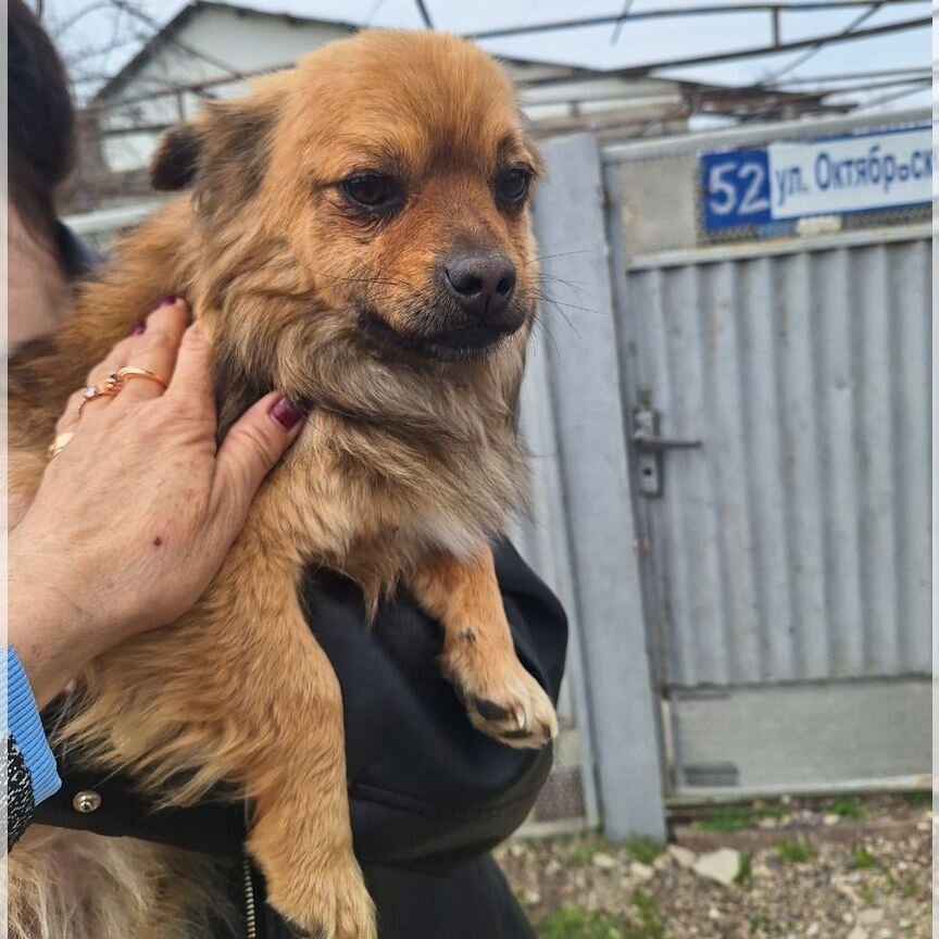 Взрослый пёс в добрые руки