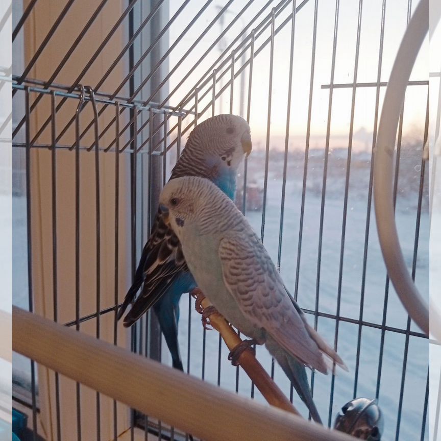 Волнистый попугай с клеткой