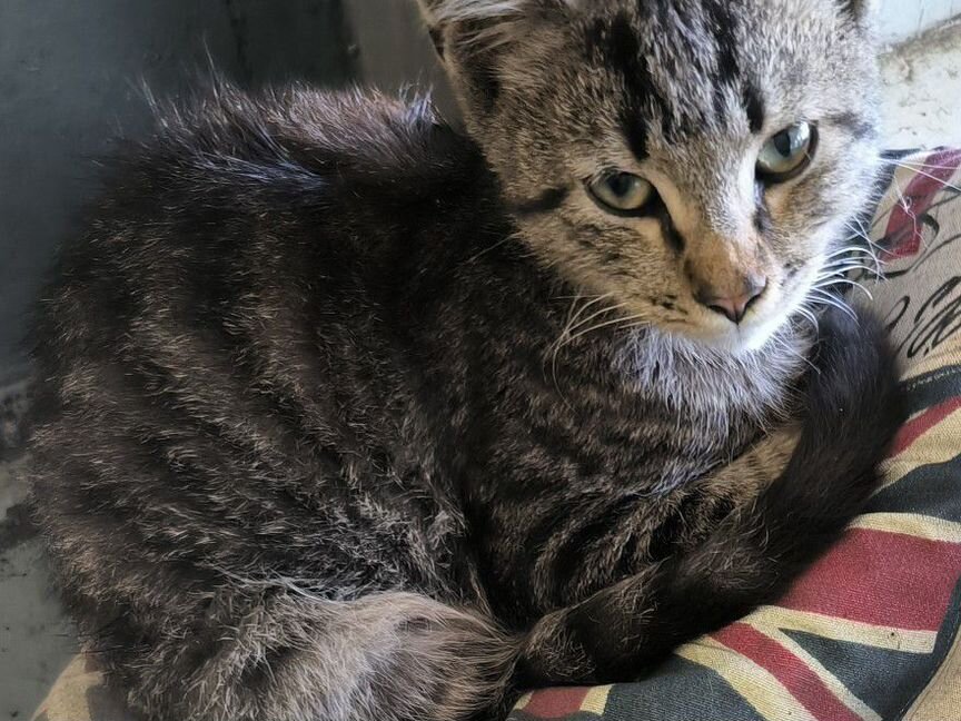 Котенок очень шустрый, весёлый бесплатно