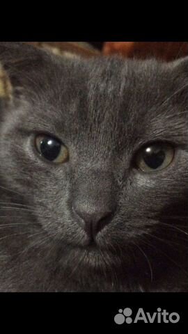 Русская голубая