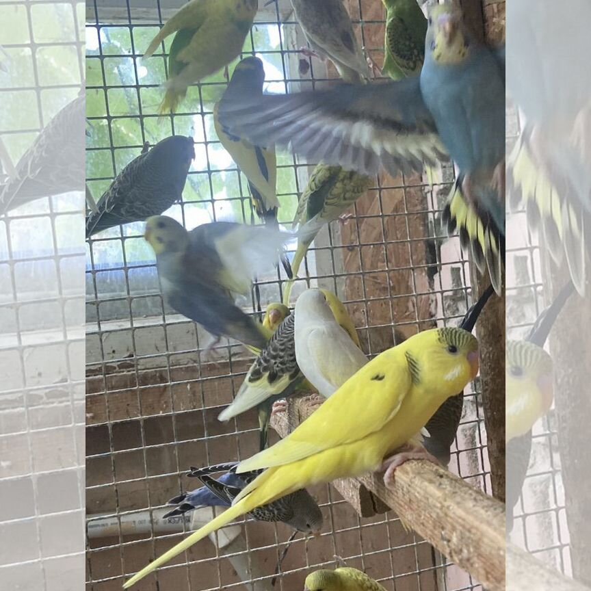 Волнистый попугай