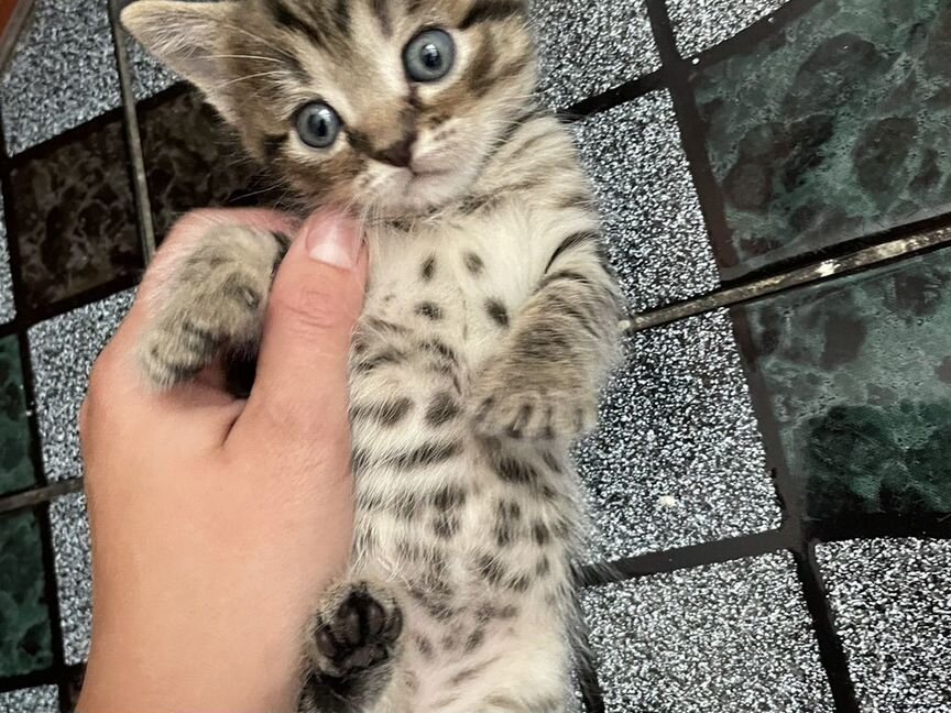 Отдам котенка в добрые руки