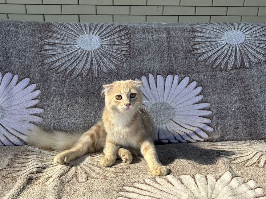 Кремовый котик