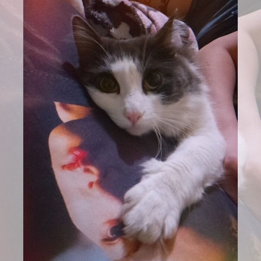 Отдам котика в добрые руки