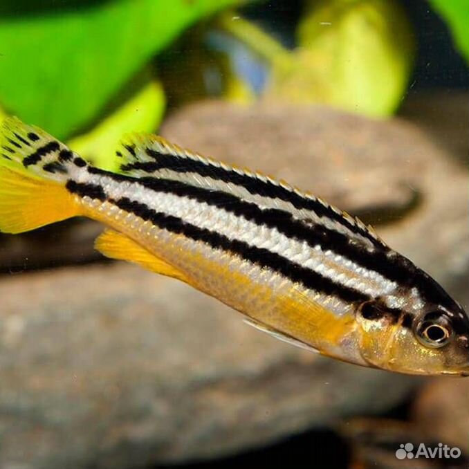 Меланохромис Ауратус Попугай (арт 3045)