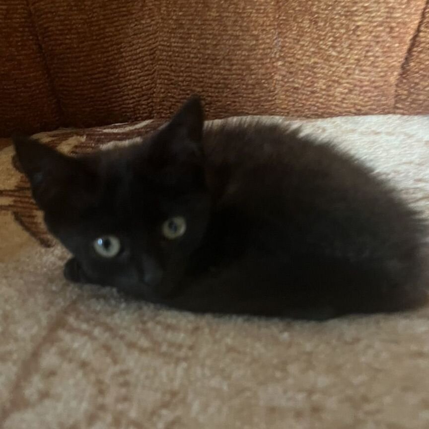 Котенок