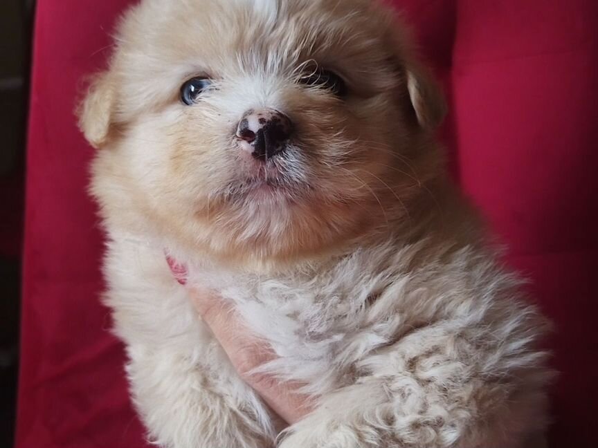 Девочки мальтезе