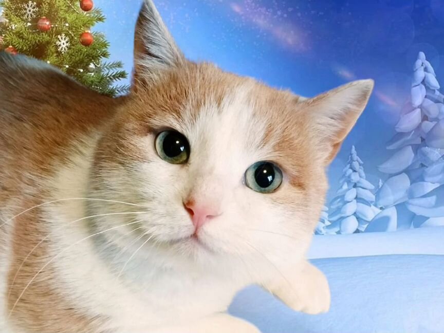 Очень нежный котик Базиль ищет дом