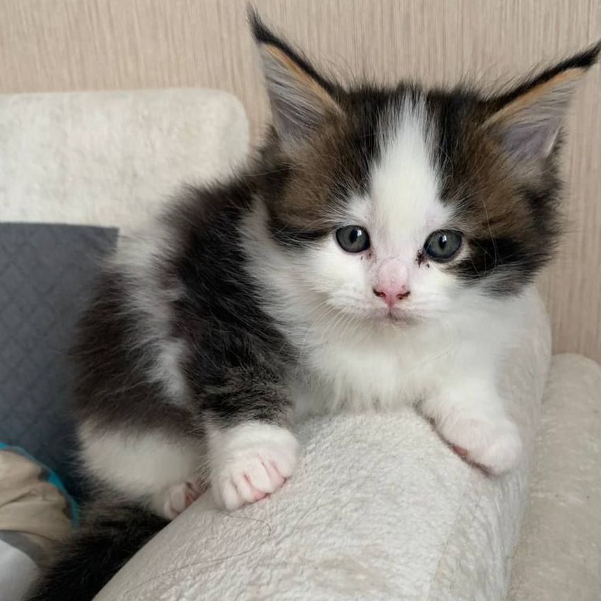 Мейн-кун котёнок