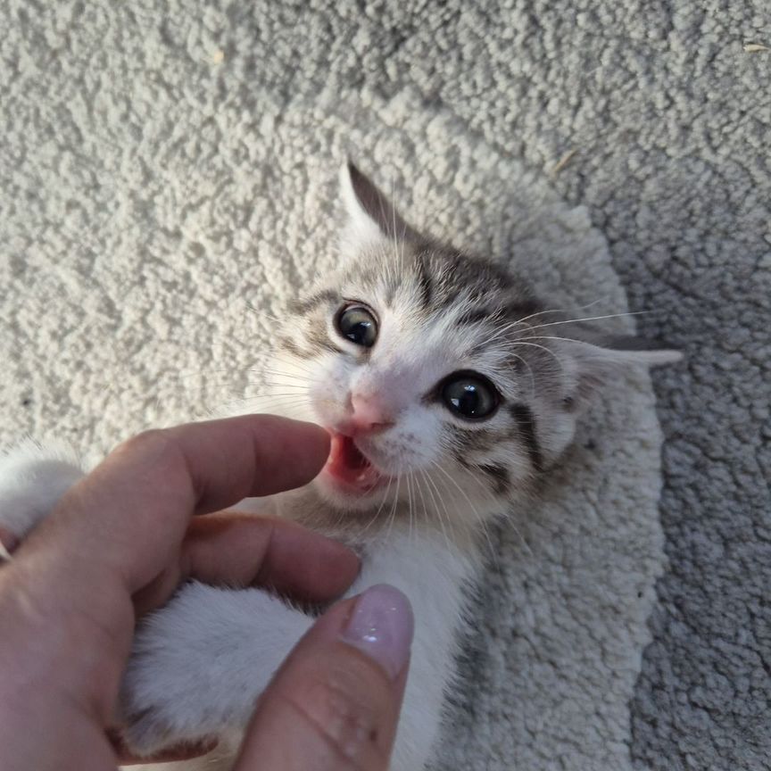 Котёнок в добрые руки