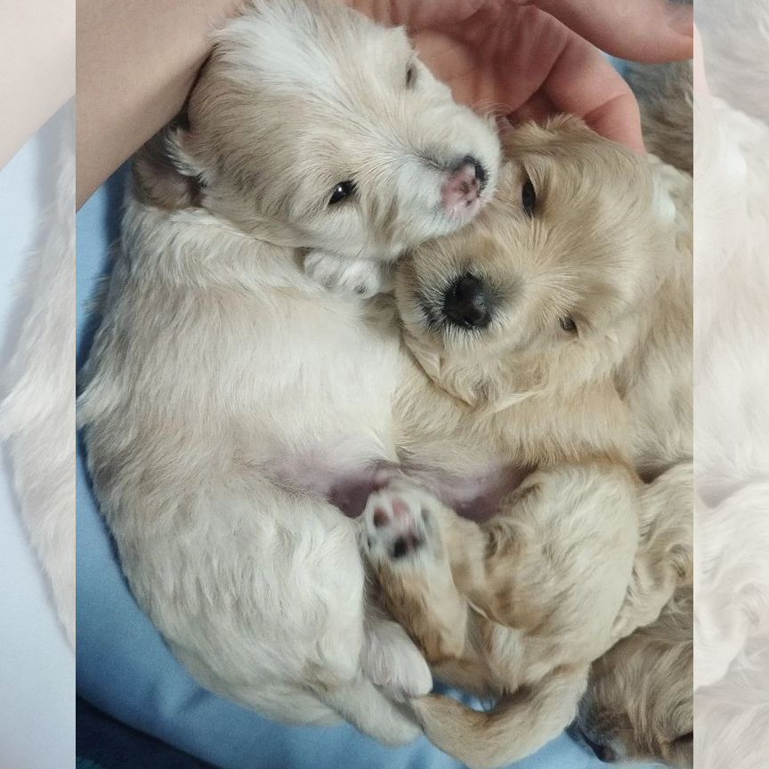 Мальтипу, щенок