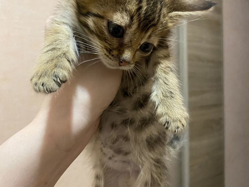 Котята в добрые руки бесплатно