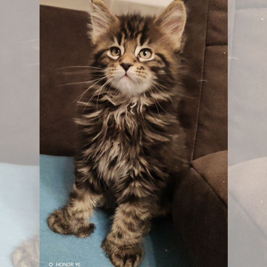 Мейн-кун котёнок