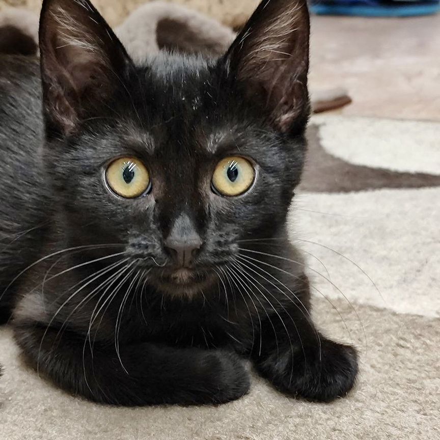 Котенок Моника ищет дом