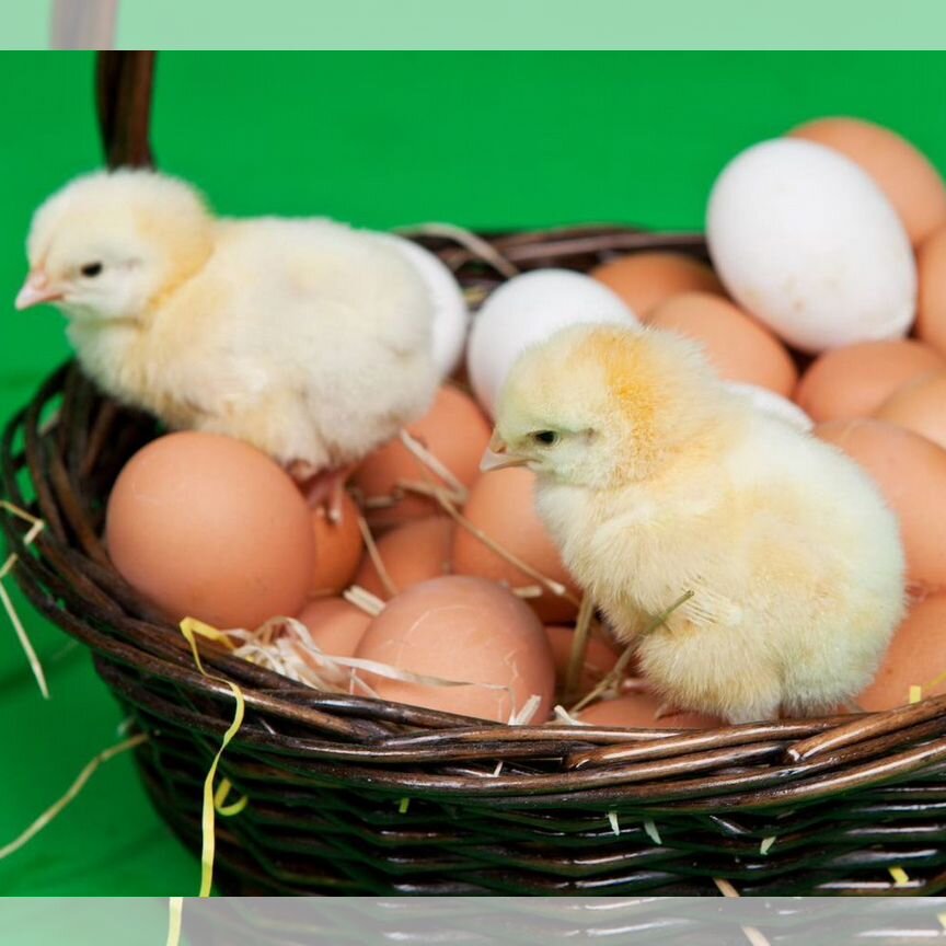 Инкубационное яйцо